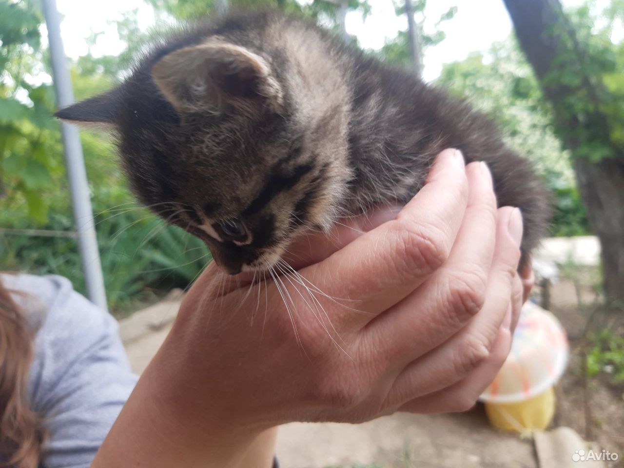Отдам котят бесплатно.В заботливые руки