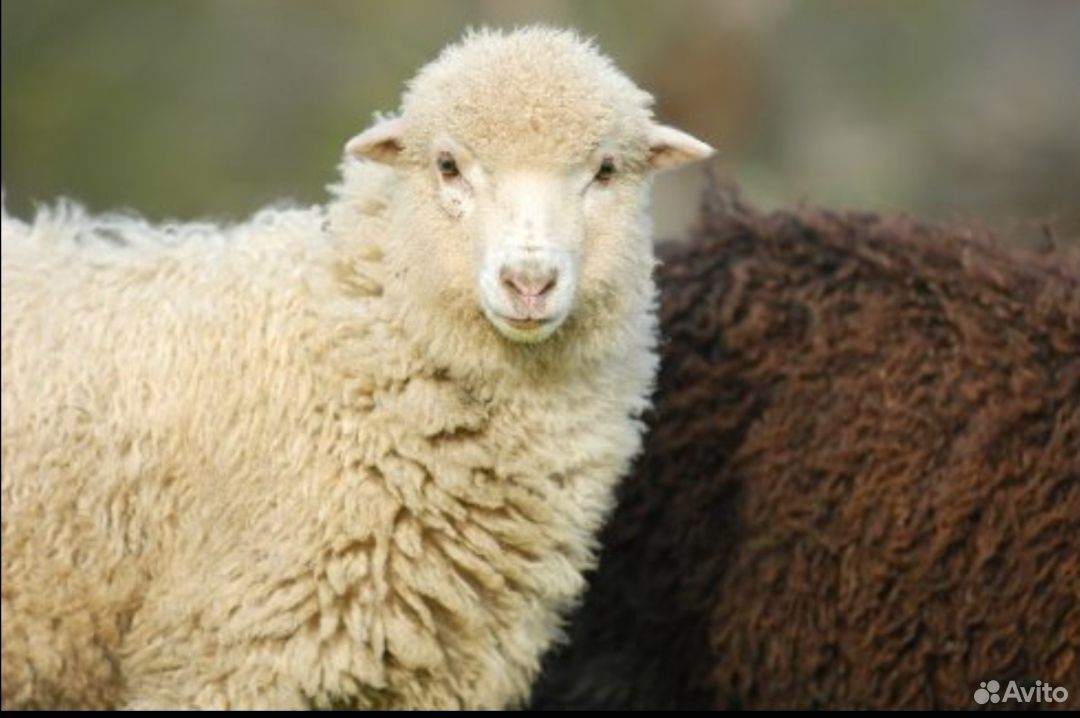 Мясо баранины, можно живьём