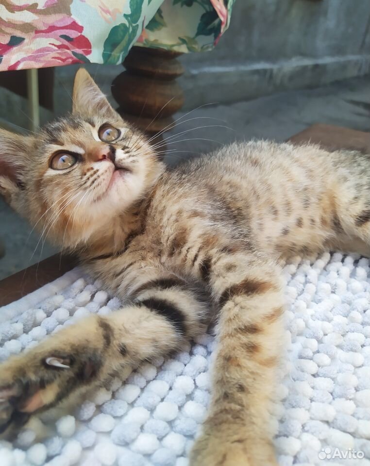 Отдам в добрые руки