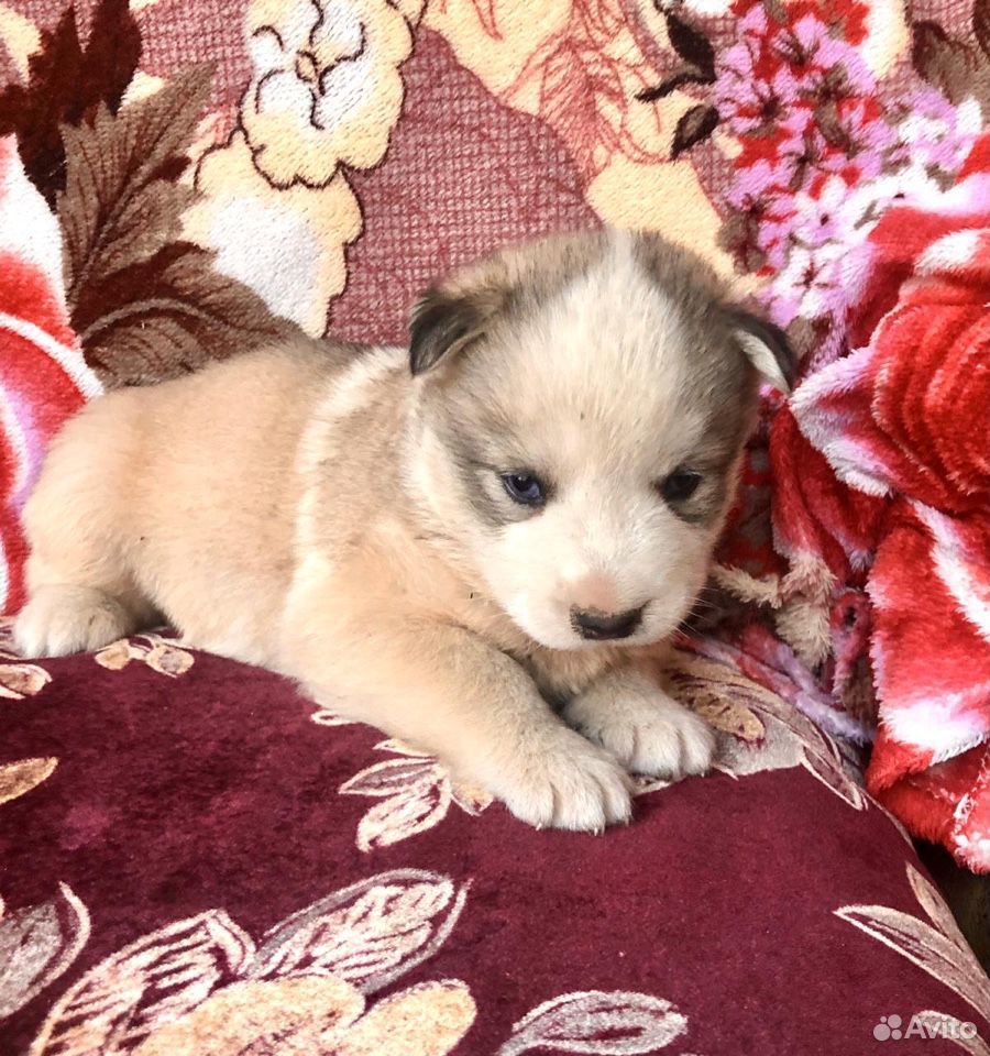 Сибирский хаски