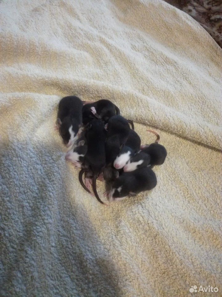 Крысята (дамбики) ждут своих родителей