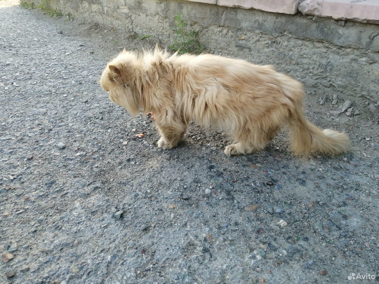 Ищем дом коту, скорее всего он перс