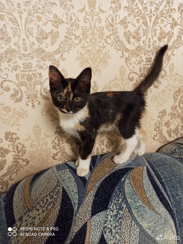 Котенок(2,5месяца)