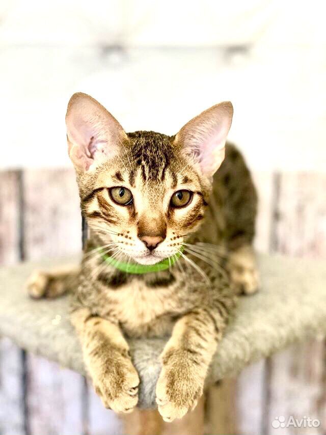 Котёнок саванна