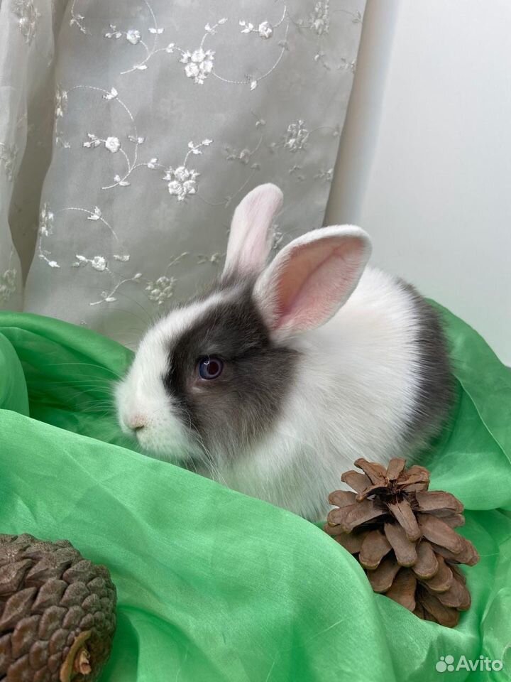 Карликовый кролик