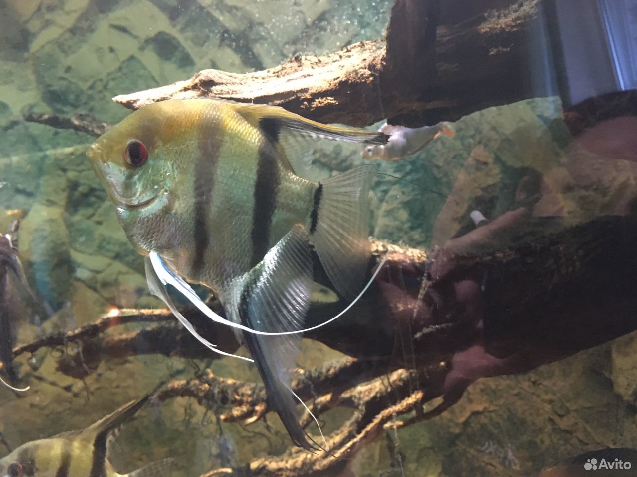 Продам крупных скалярий