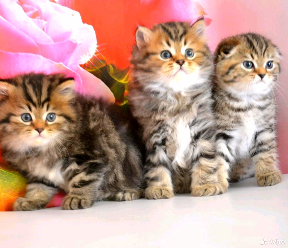 Суперкотята Хайленд Страйт и Скоттиш Фолд тигрята
