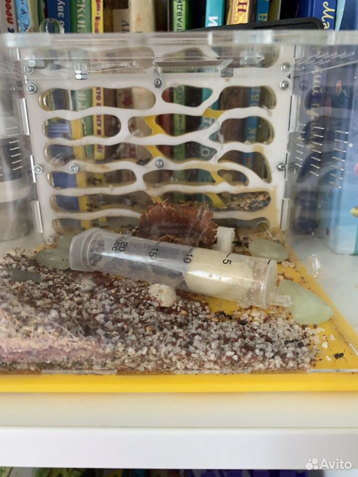 Муравьиная ферма