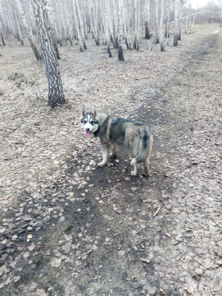 Аляскинский маломут продам