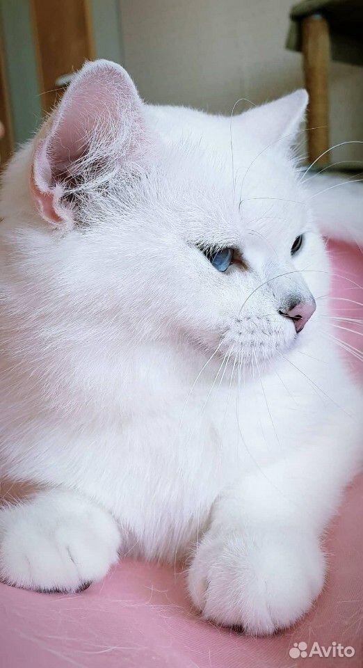 Британичка Скалли