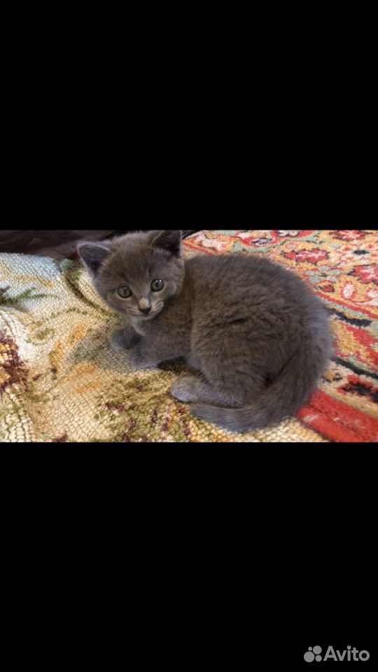 Отдам в добрые котенка. Ласковая, игривая девочка