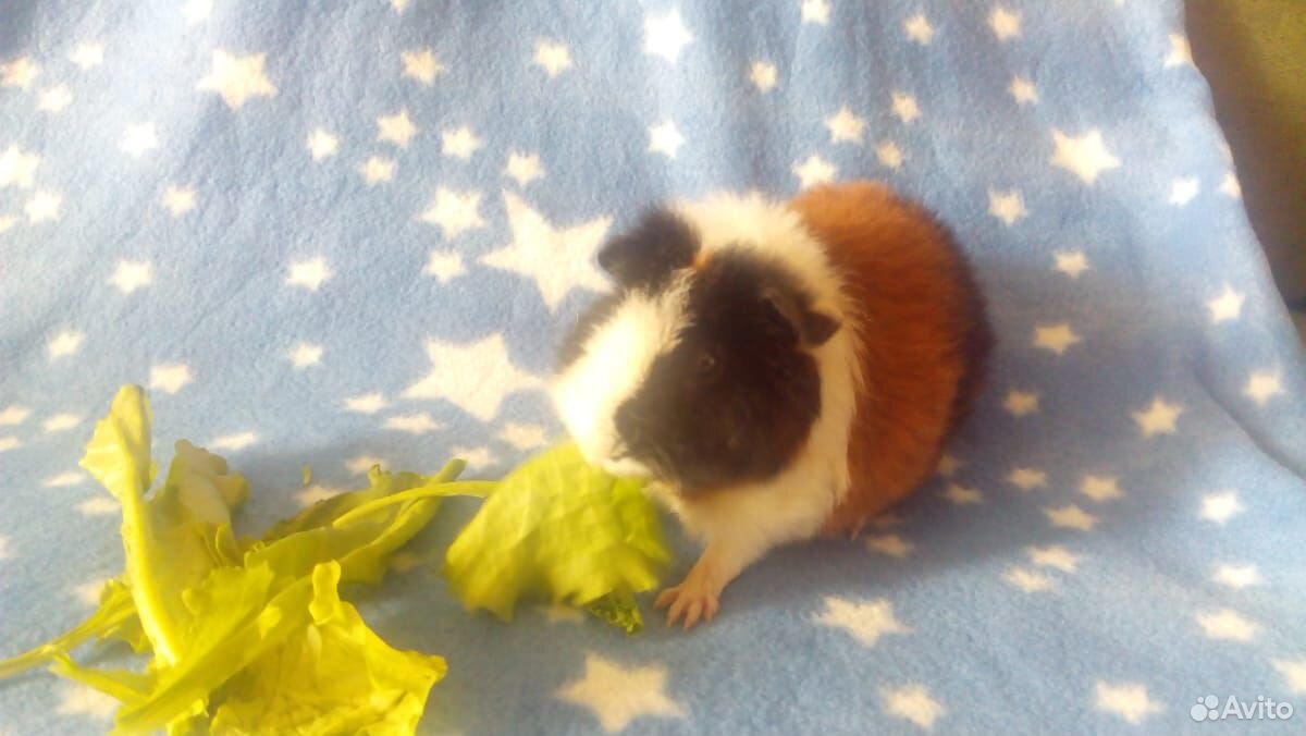 Морская свинка мальчик