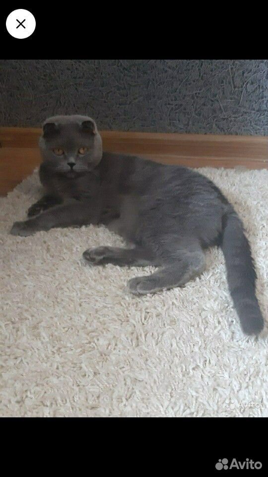 Продам кошку