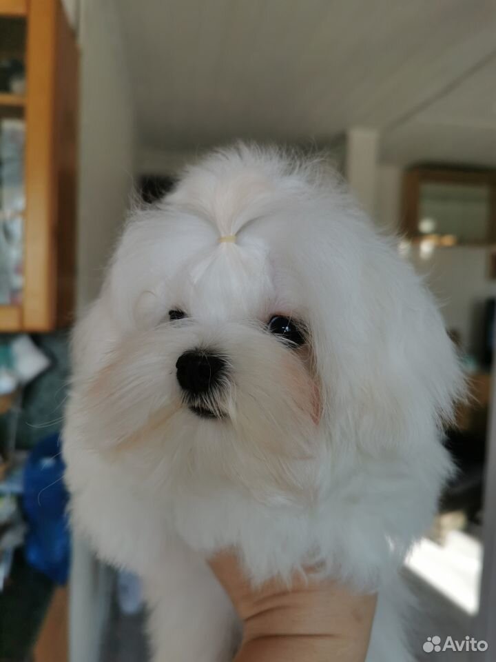 Мальтезе мини девочка