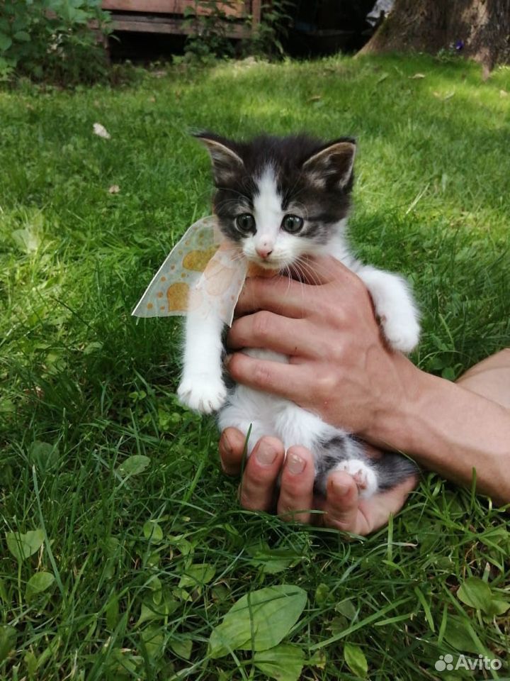 Котёнок Лаки в добрые руки