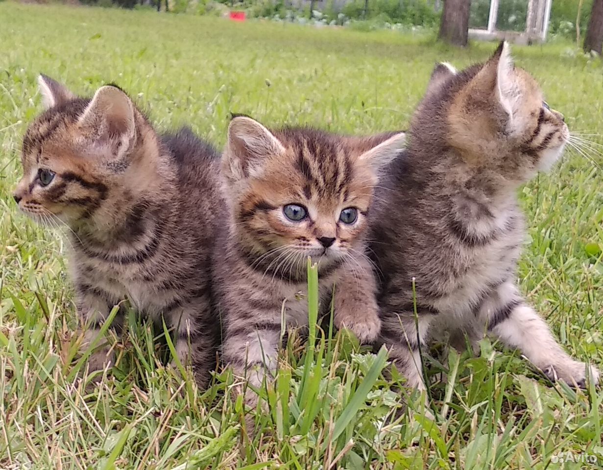 Отдаём деревенских котят (с доставкой)