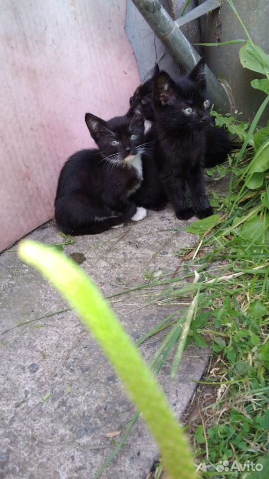 Джентльмены хотят познакомиться)