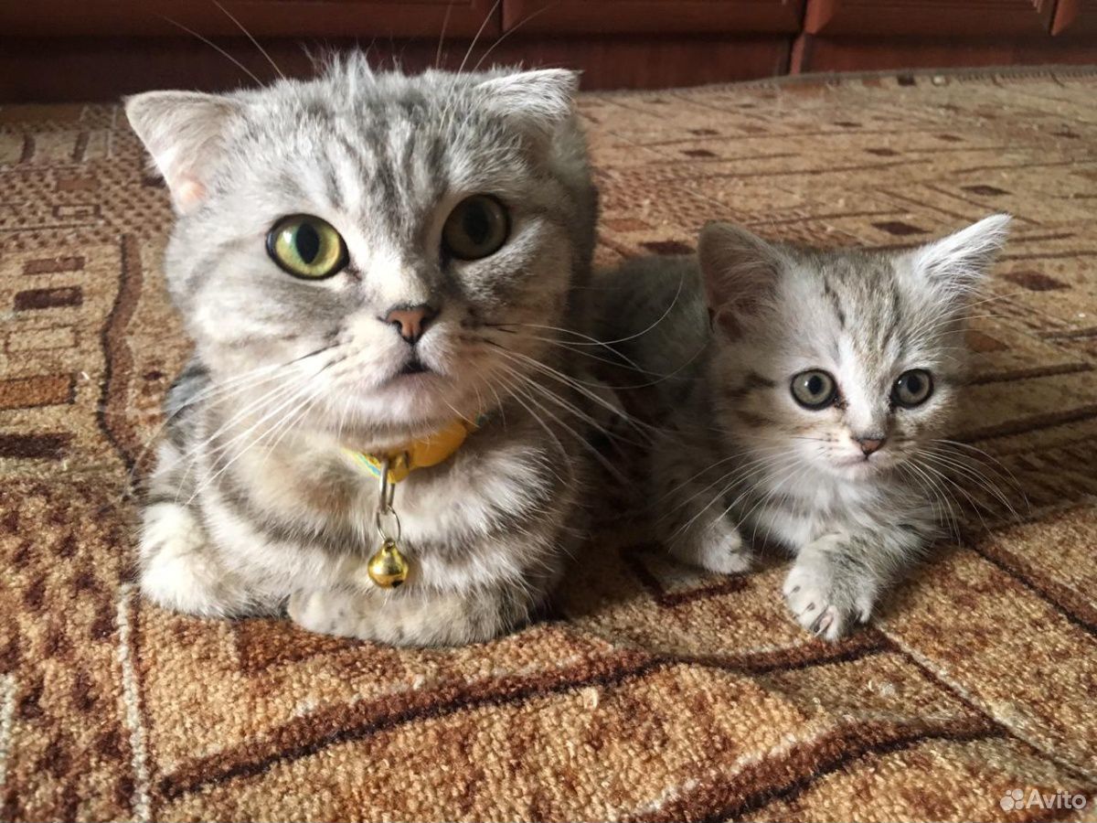 Шотландская скотиш Страйк, голубая