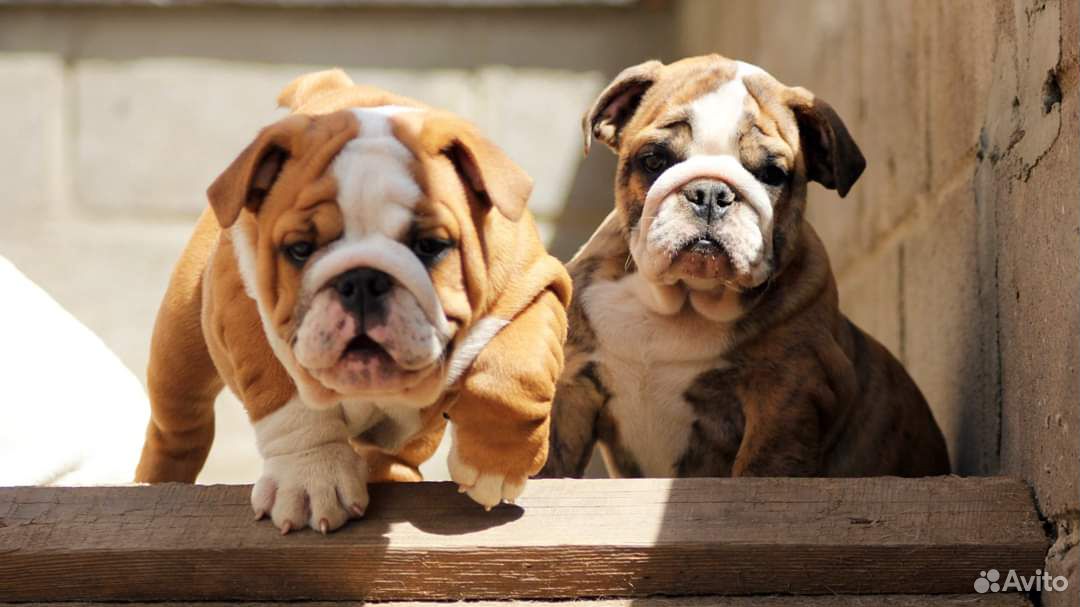 Английский бульдог