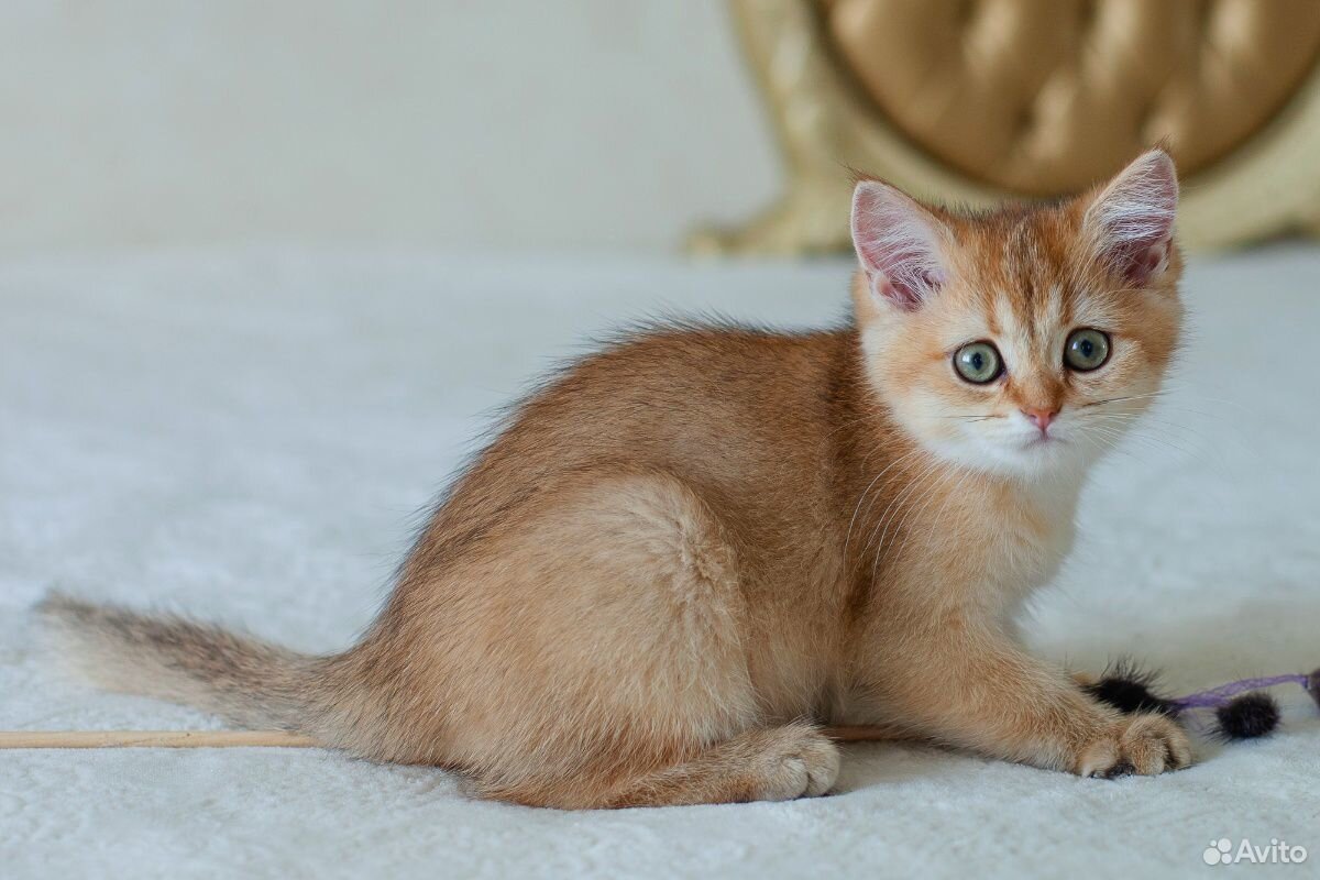 Золотая кошечка