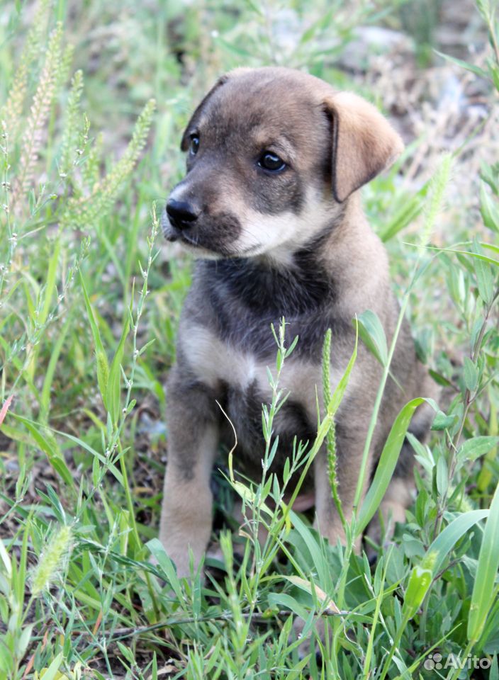 Ищет дом щенок Лапушка