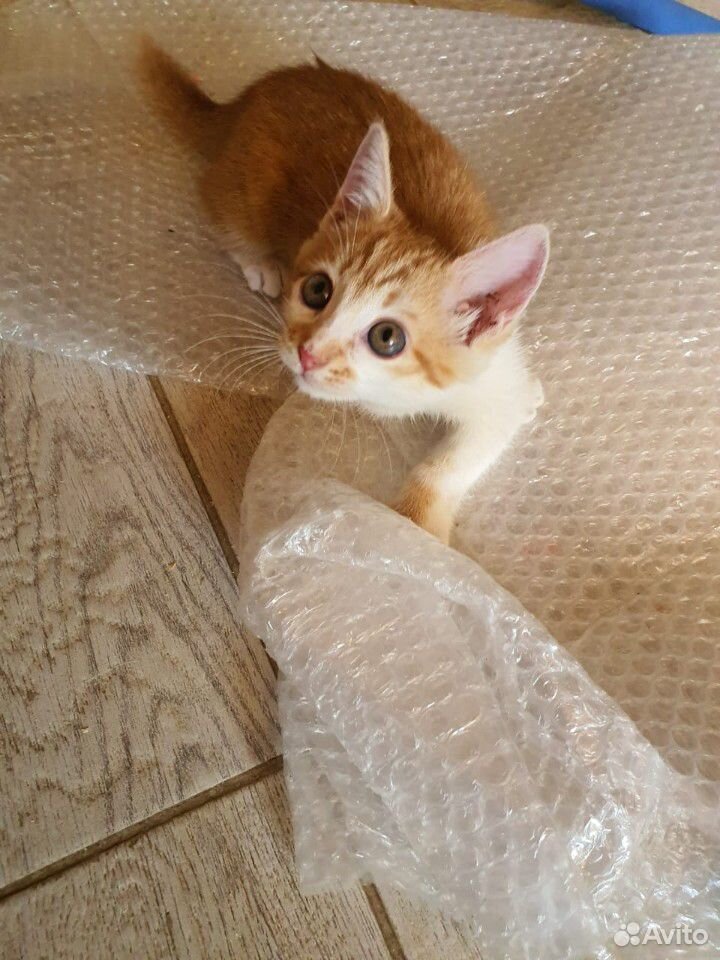 Ласковый Рыжулькин