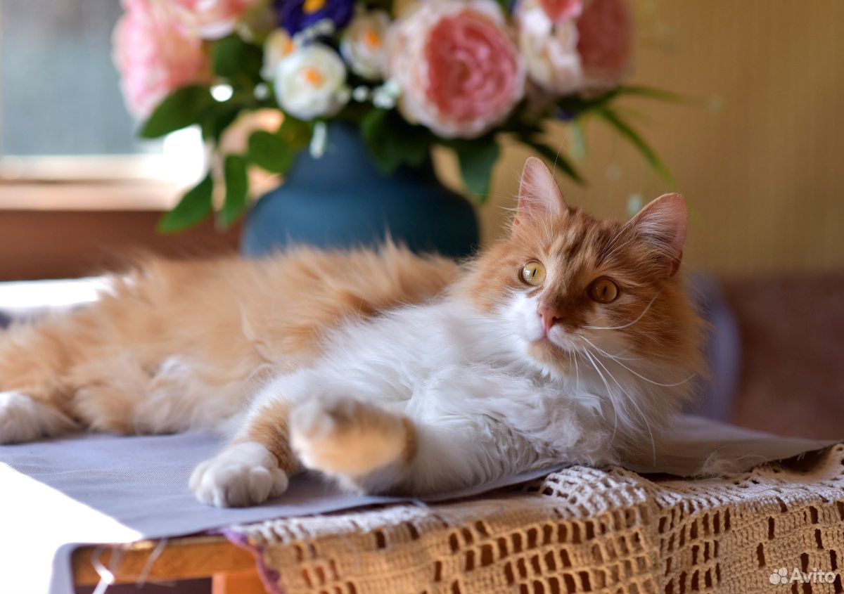 Солнечный котик Саймон