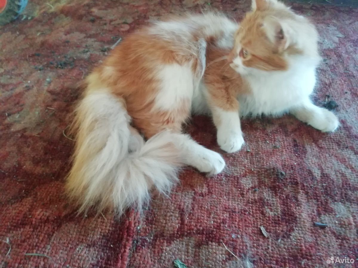 Кот 8 мес отдам