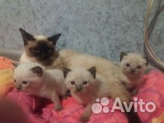 Продаю котят тайской породы
