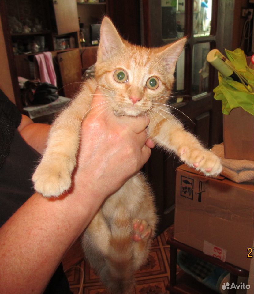 Котенок мальчик