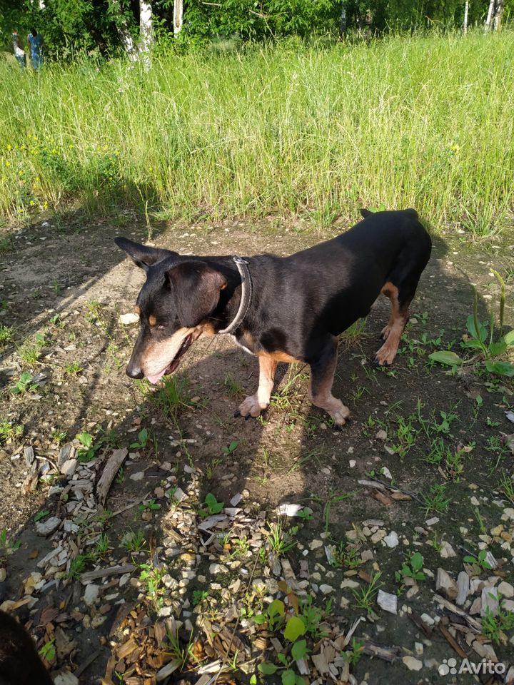 Найдена собака такса мальчик в ошейнике