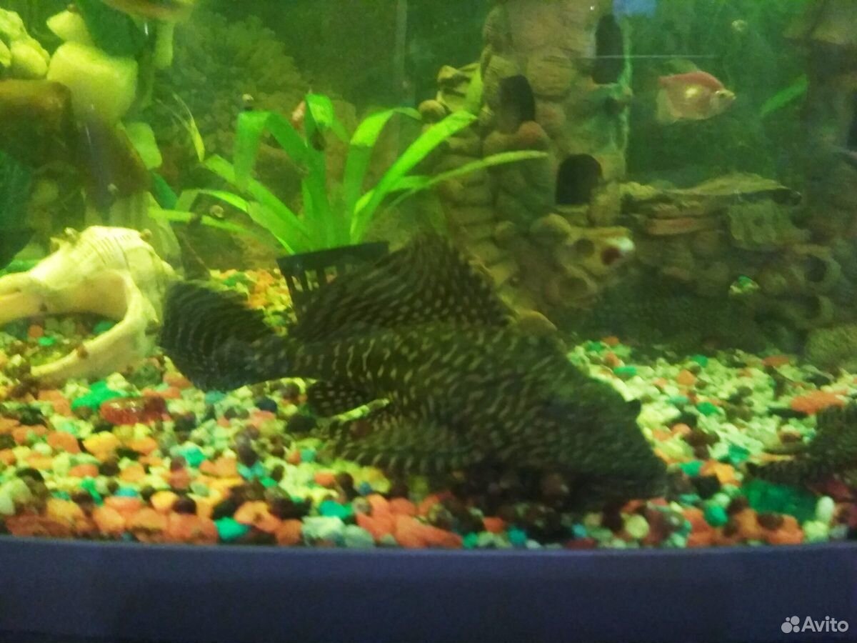 Птеригоплихт парчовый