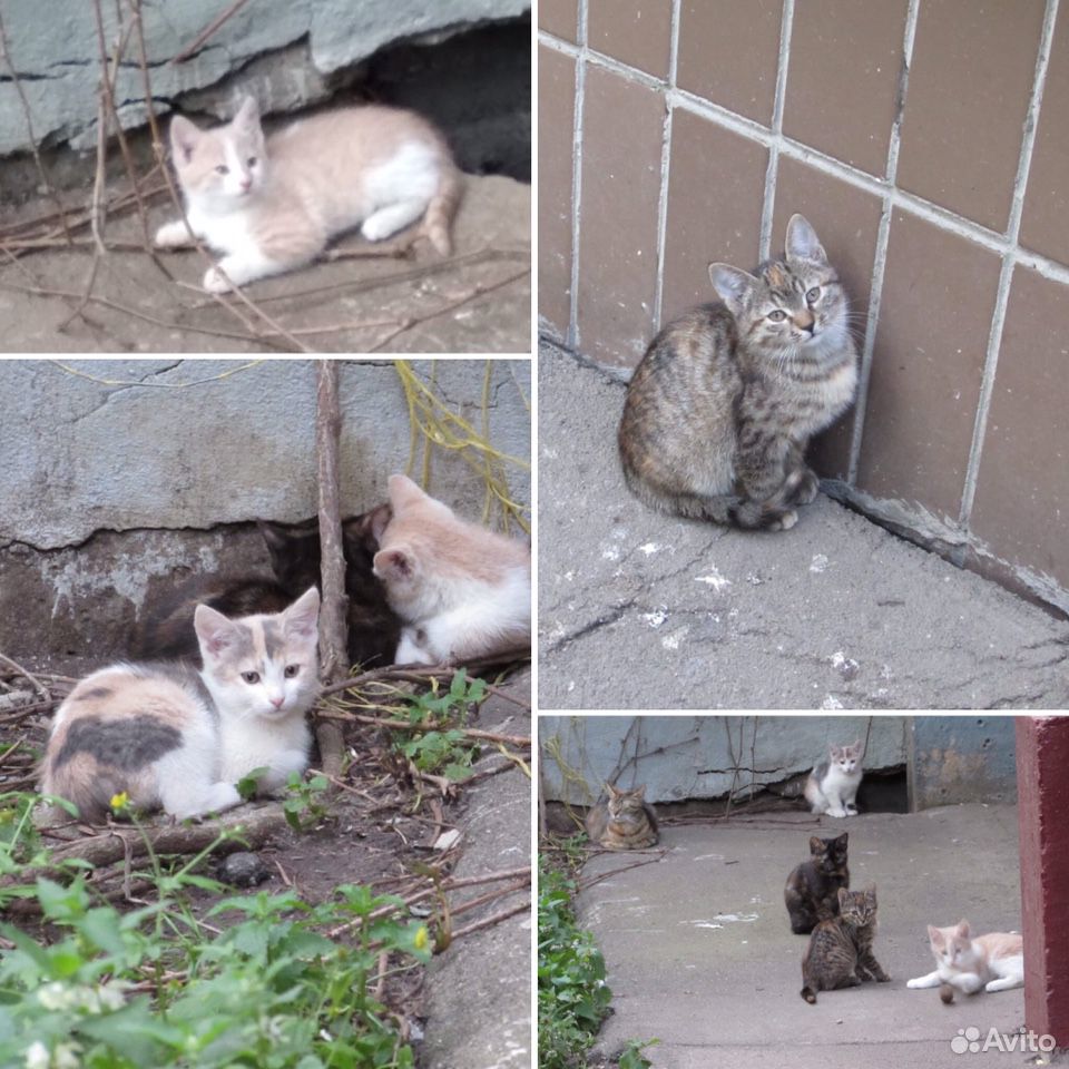 Котята (3мес.) 3 девочки и 1 мальчик