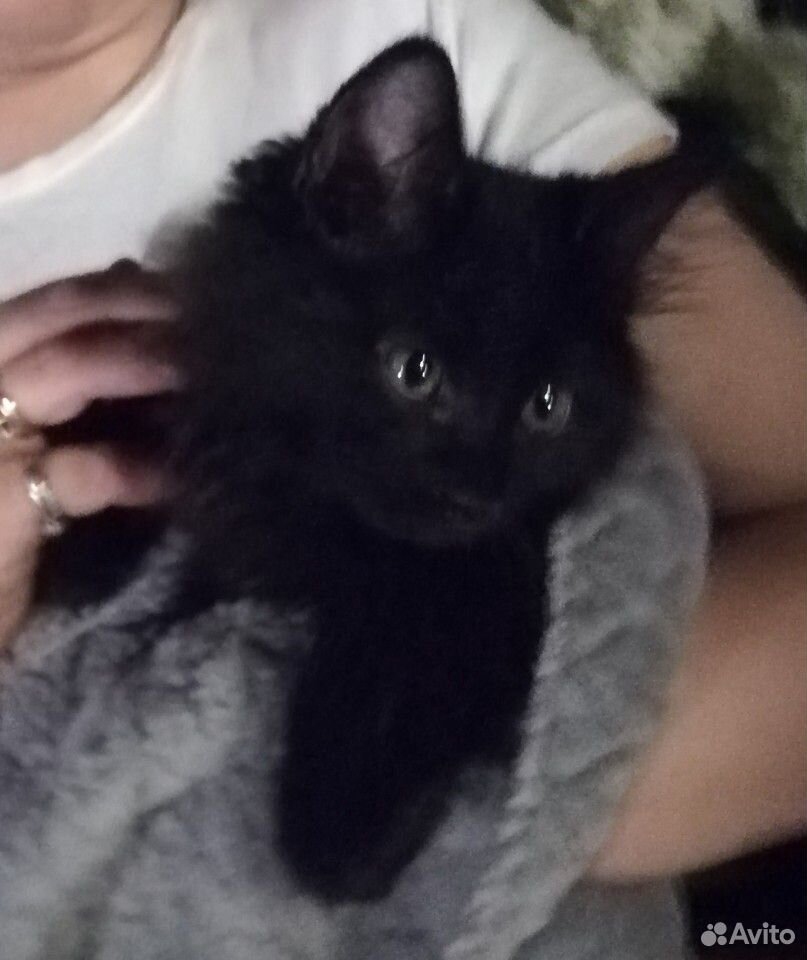 Кошка