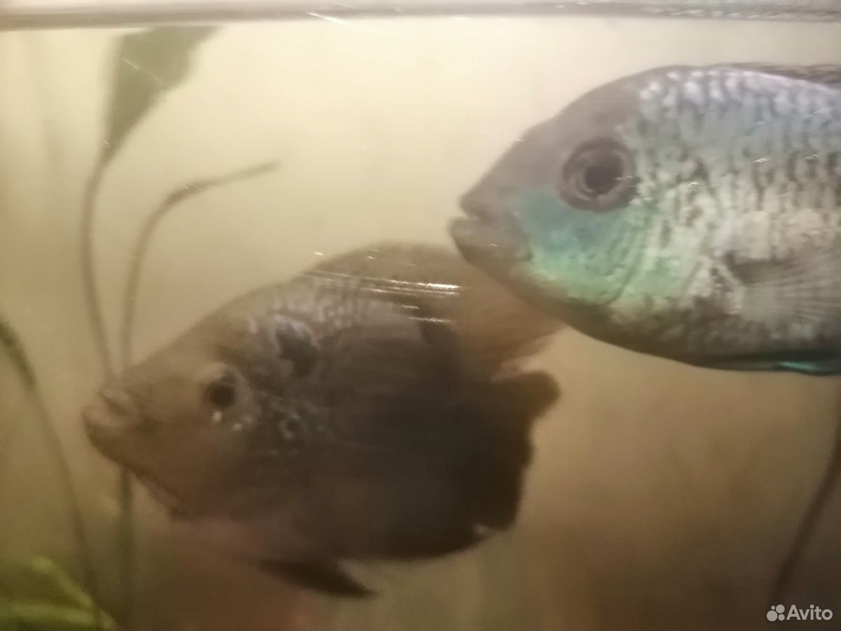 Рыбки аквариумный нананкара бирюзовая и мраморный