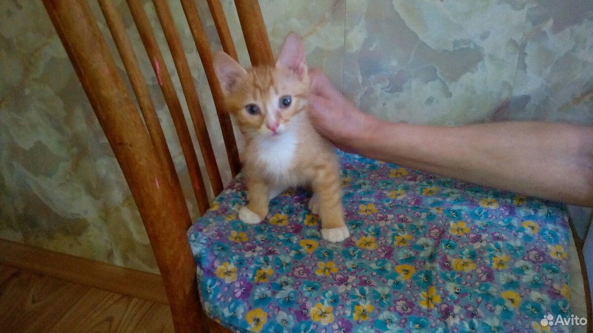 Котята рыжики