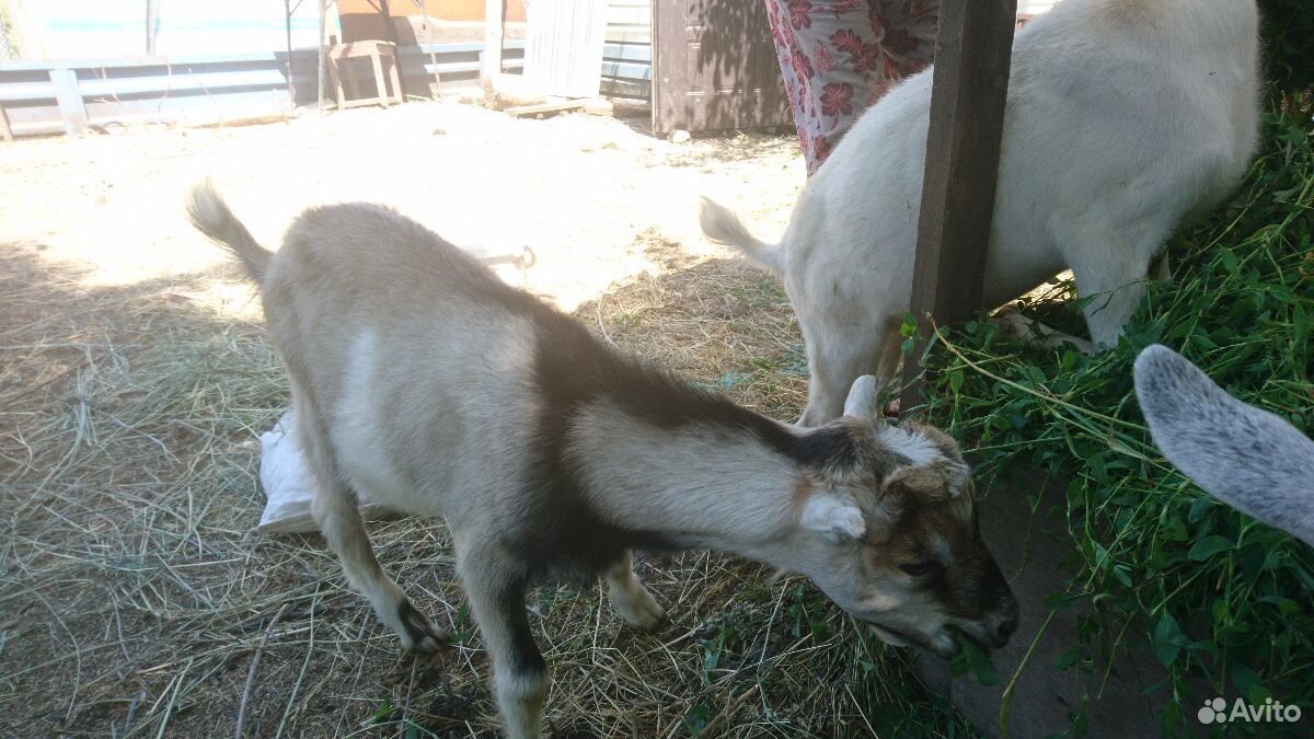 Козлик ламанча