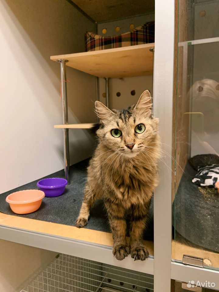 Кошка в добрые руки