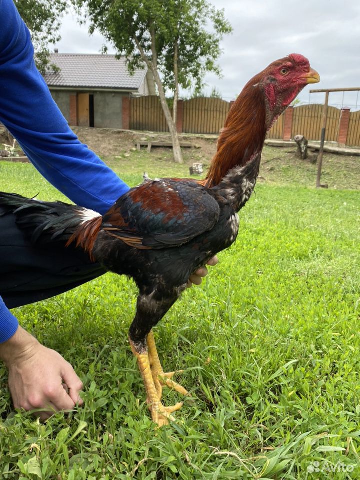 Бойцовая птица