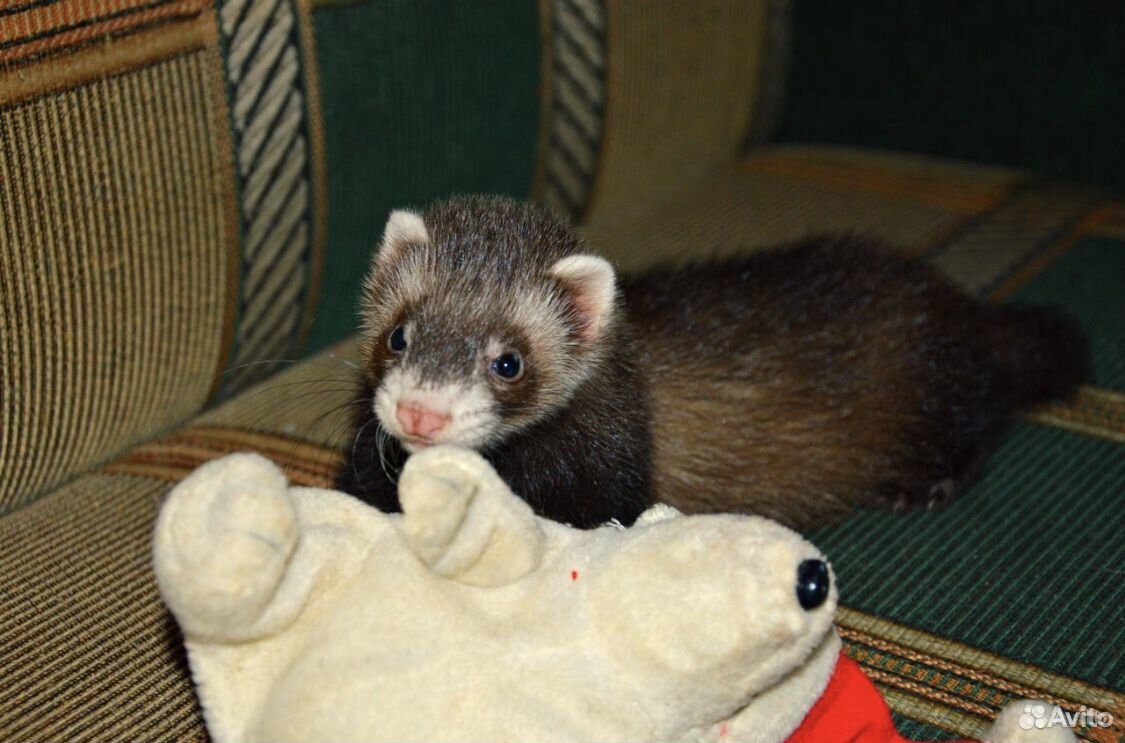 Хорек малыш