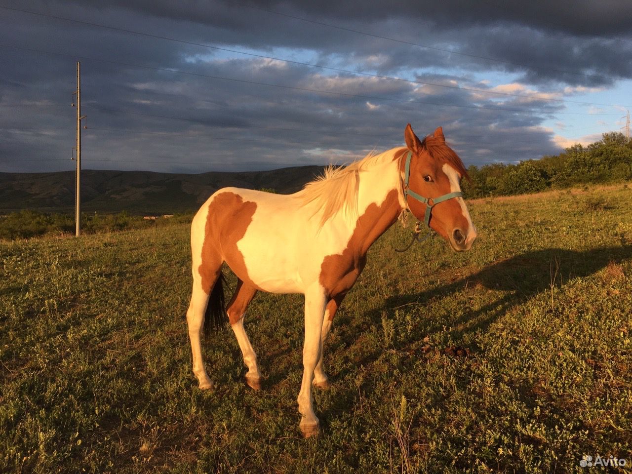 Продам лошадь