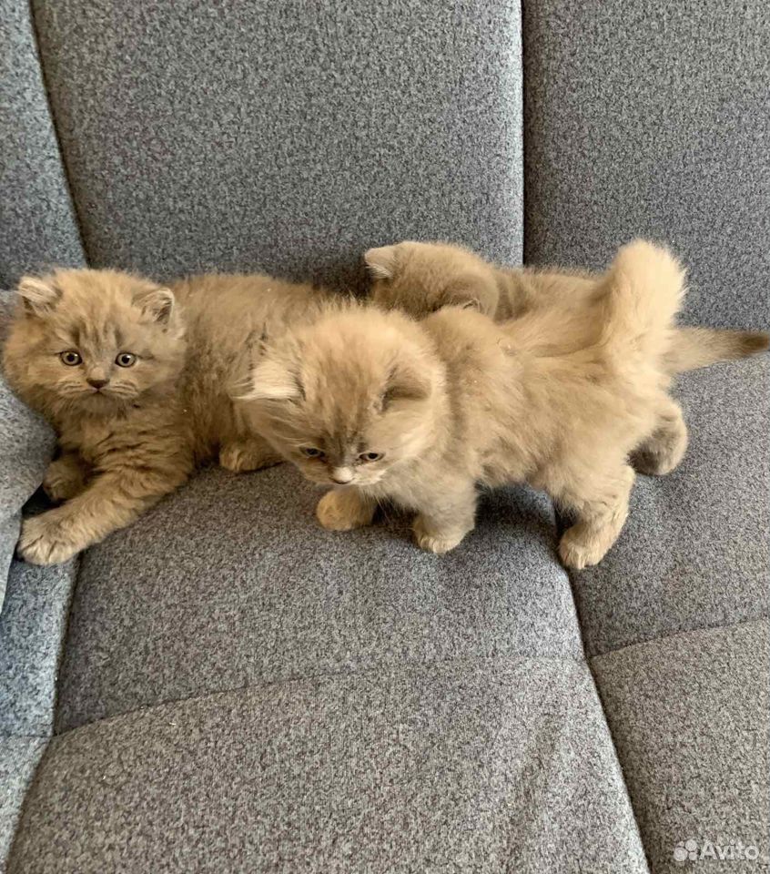Продаются котята - британцы