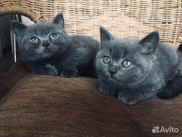 Кошки