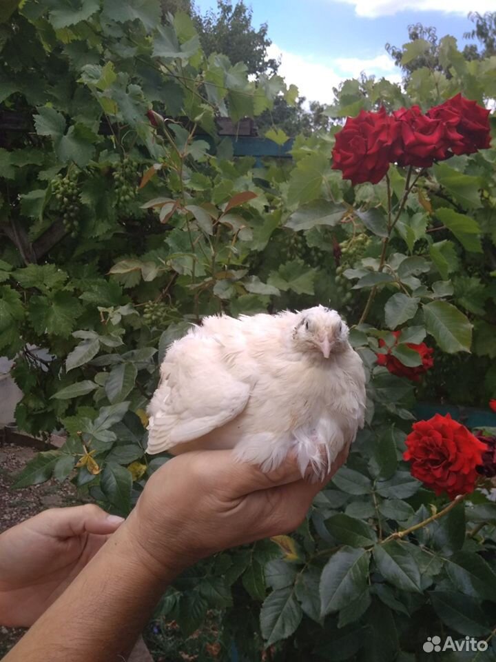 Перепелки техасцы