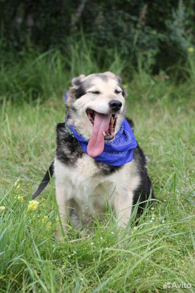 Толстячок Рони в добрые руки