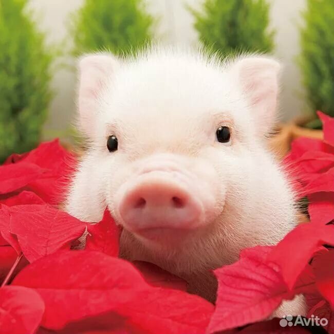 Продаю поросят