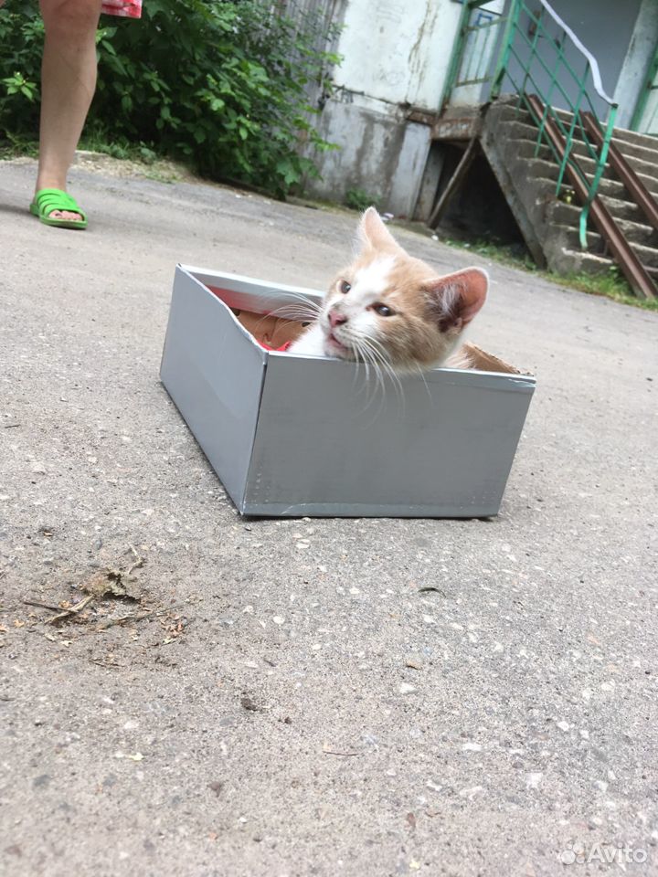 Ищет дом котёнок