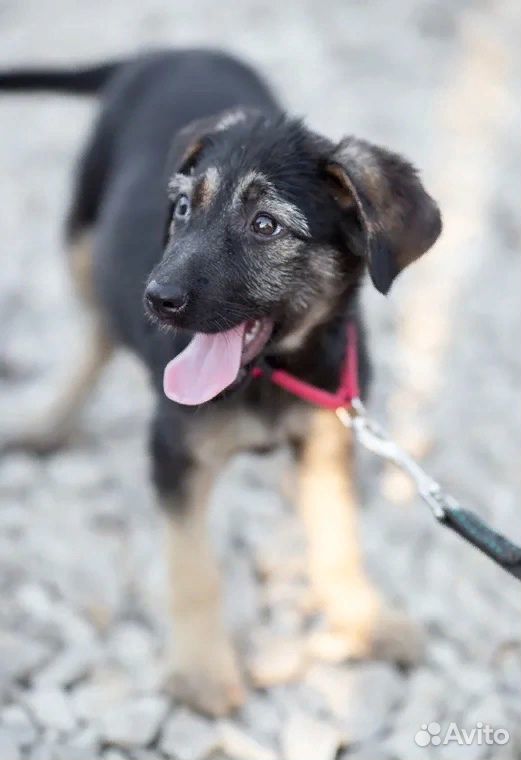 Боня ждет семью