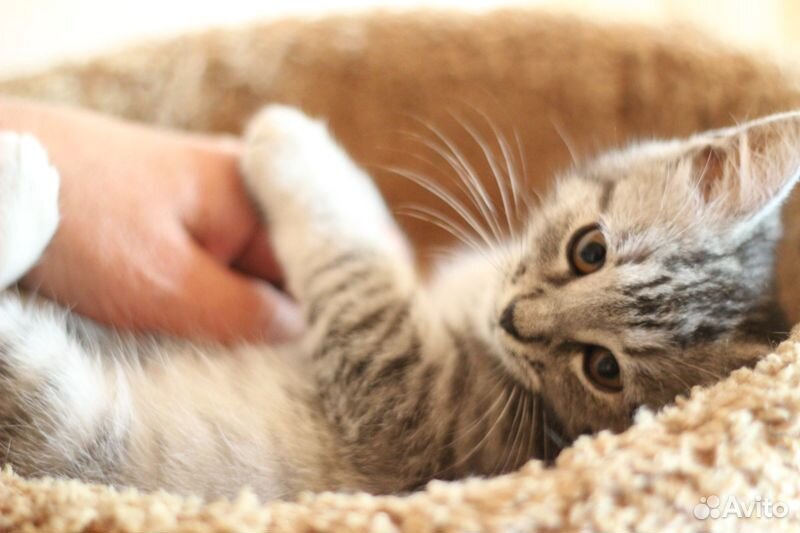 Очаровательная малышка в добрые руки