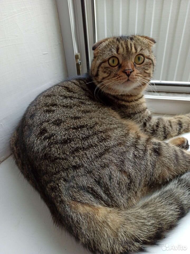 Котик на вязку